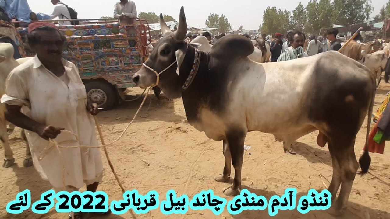 Chand Bail Latest Price Tando Adam Mandi || Chand Bull 2022 || Mandi ...