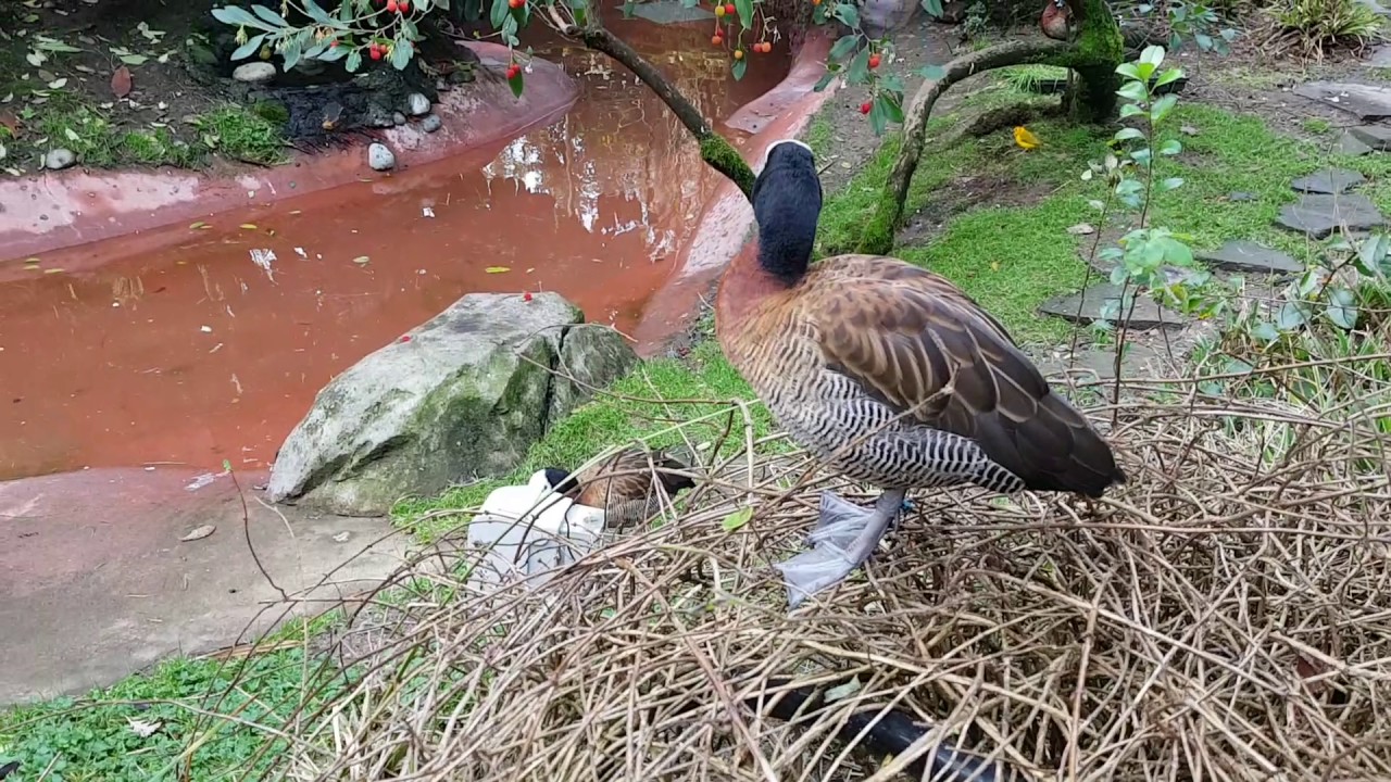 Aviary at Woodland Park Zoo in Seattle - YouTube