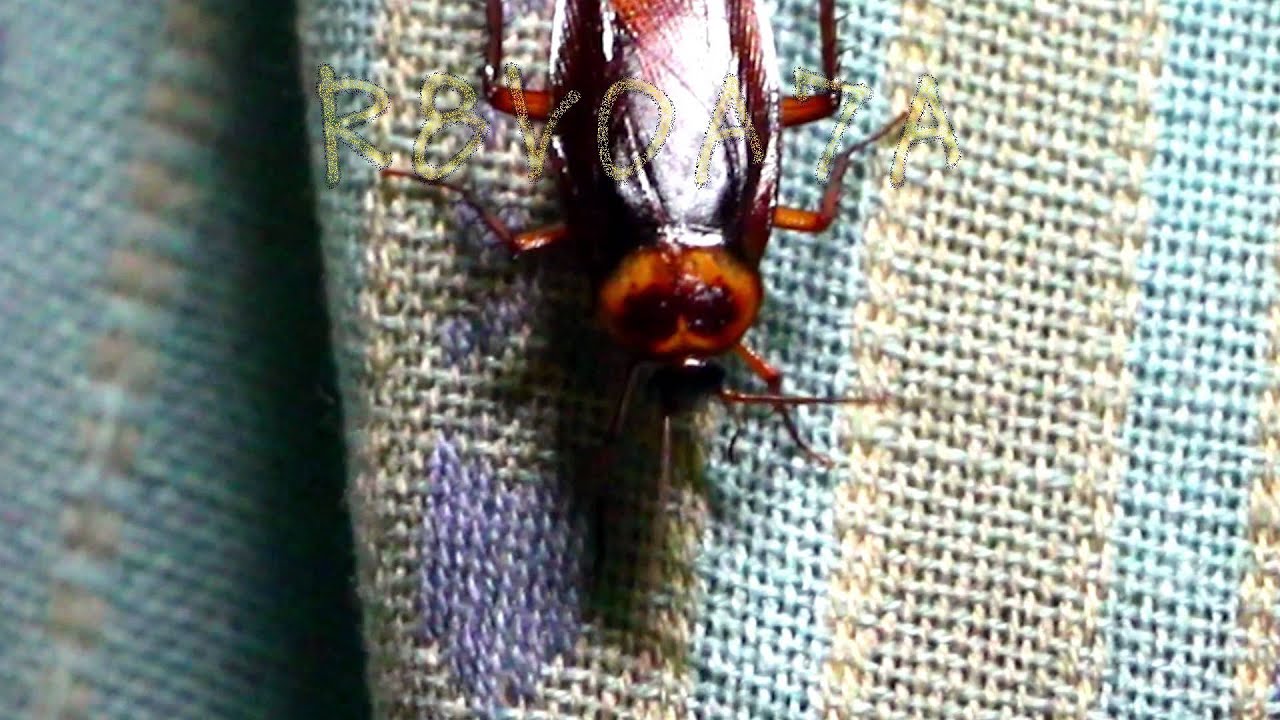 funny videos horror hd 1080p cockroach - YouTube