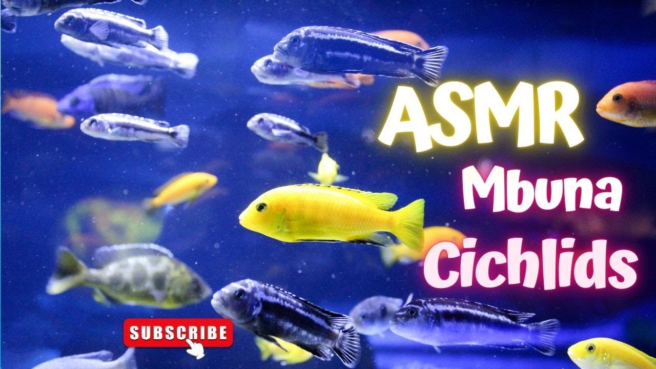 Relaxing Baby Mbuna Cichlid Aquarium ASMR 🐟 Gentle Sounds for Sleep ...