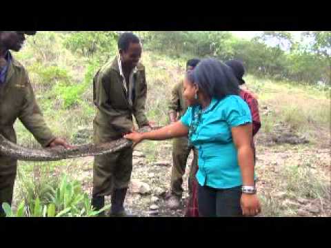 SizaniWeza_Harare: Mwanga Experience- Four metre python caught ...
