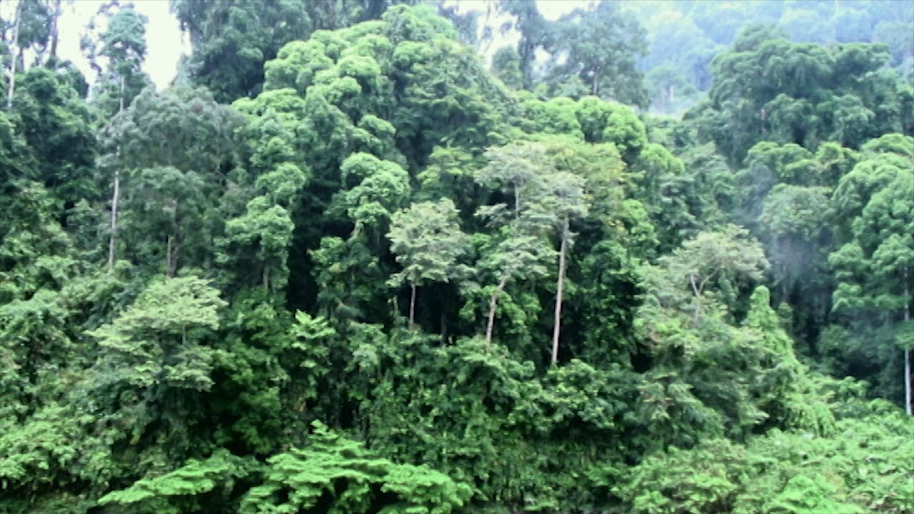 The Weeping Forest 2018 - YouTube