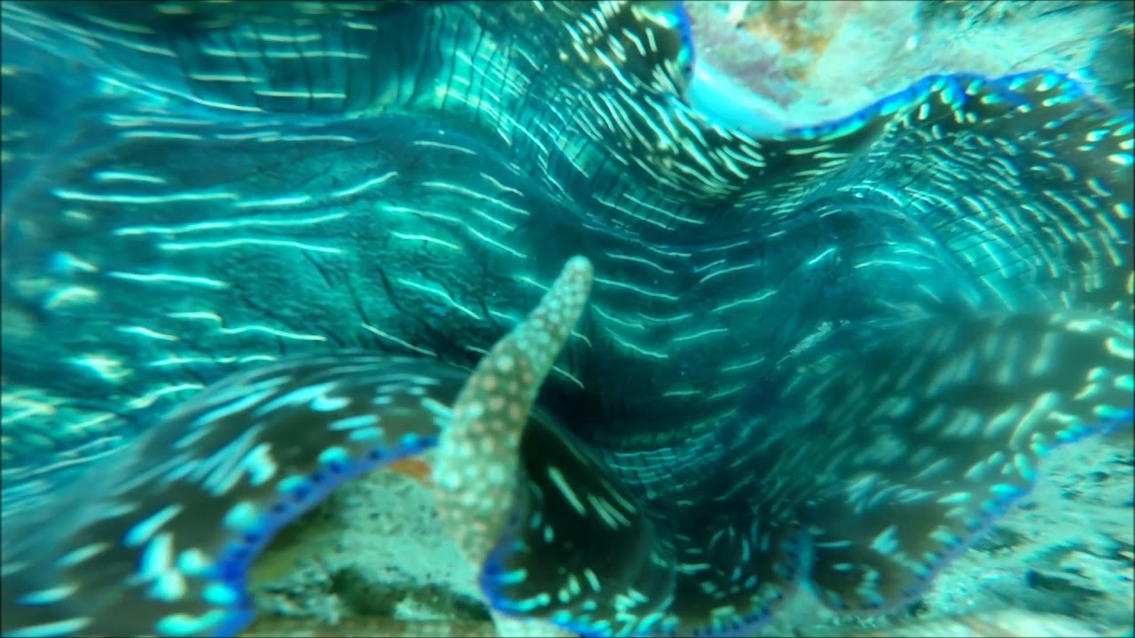 WORLDS BIGGEST CLAM FOUND SCUBA DIVING PALAWAN PHILIPPINES - YouTube