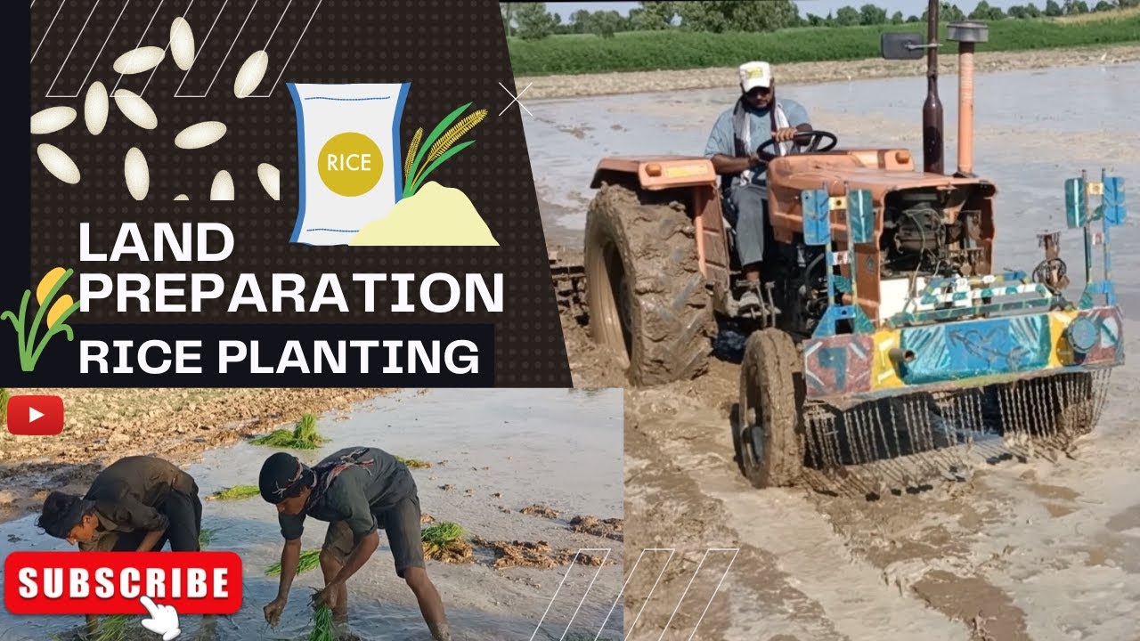 Land Preparation for Planting Rice | Farming | Rice fields | Village ...