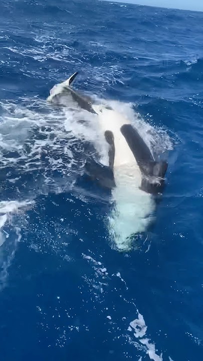 Another incredible orca encounter for the memory bank 🖤 #orca #killerwhale - YouTube