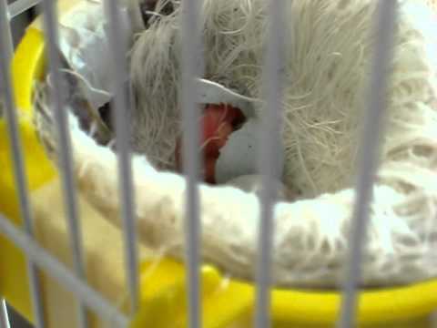 The hatching of a goldfinch-canary mule live! - YouTube