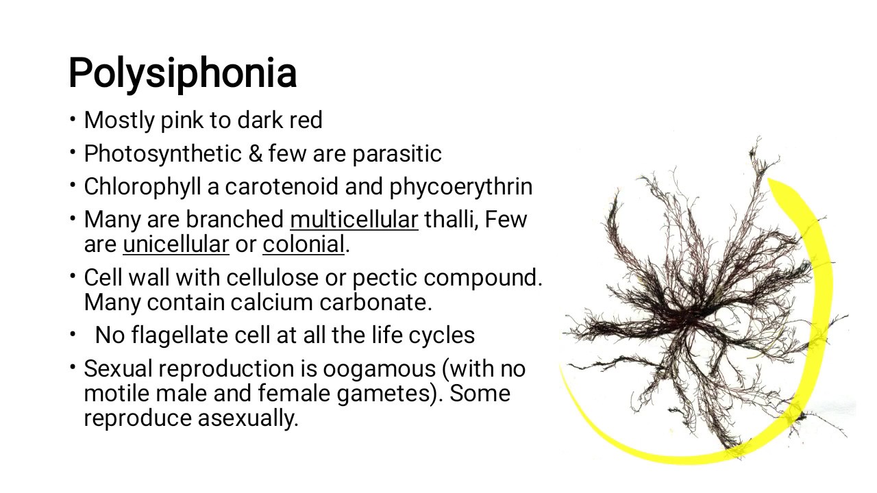 Algae- Part 7- Polysiphonia- Botany - YouTube
