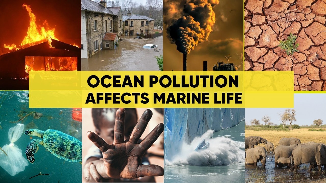 Ocean Pollution Explained: How It Harms Marine Life & Ways to Stop It ...