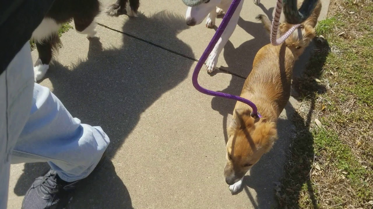 Puppies' First Pack Walk - YouTube