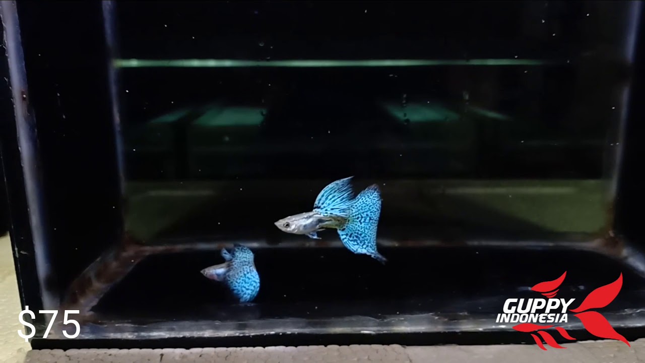 JUAL GUPPY INDONESIA IKAN GUPPY BLUE GRASS GRADE A - YouTube