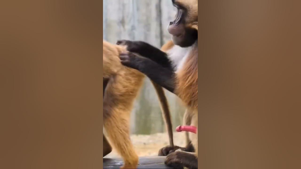 Baboon Having Sex Youtube