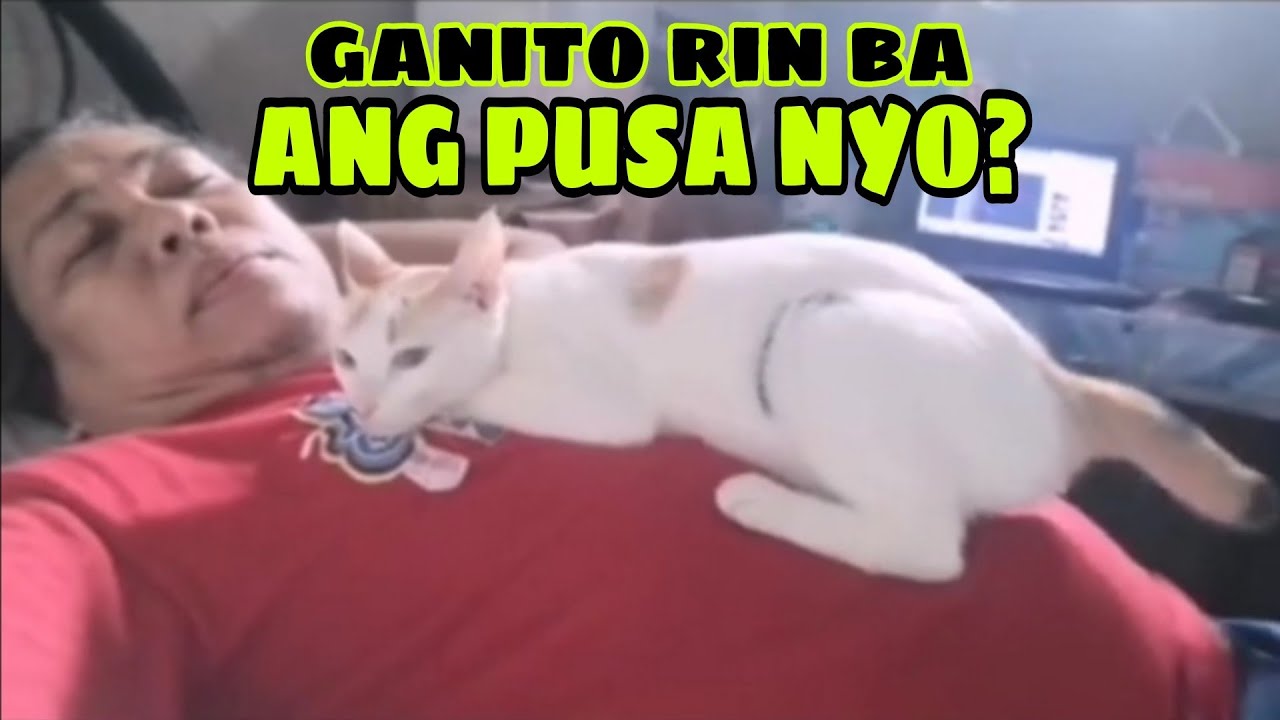 PRINCESS THE CAT. - YouTube