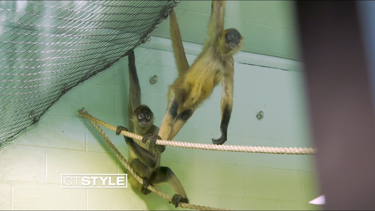Spider Monkeys & Amur Leopard Cubs at Connecticut's Beardsley Zoo - YouTube