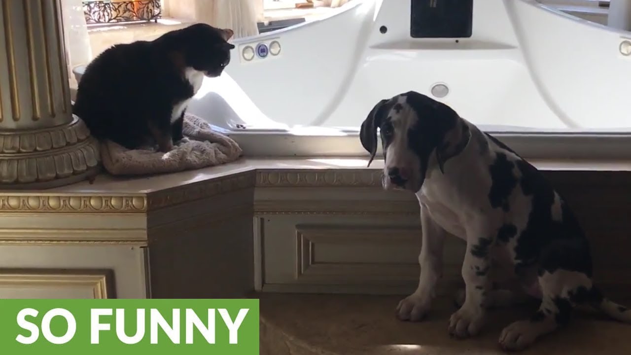 Great Dane puppy gets into trouble with angry cat - YouTube