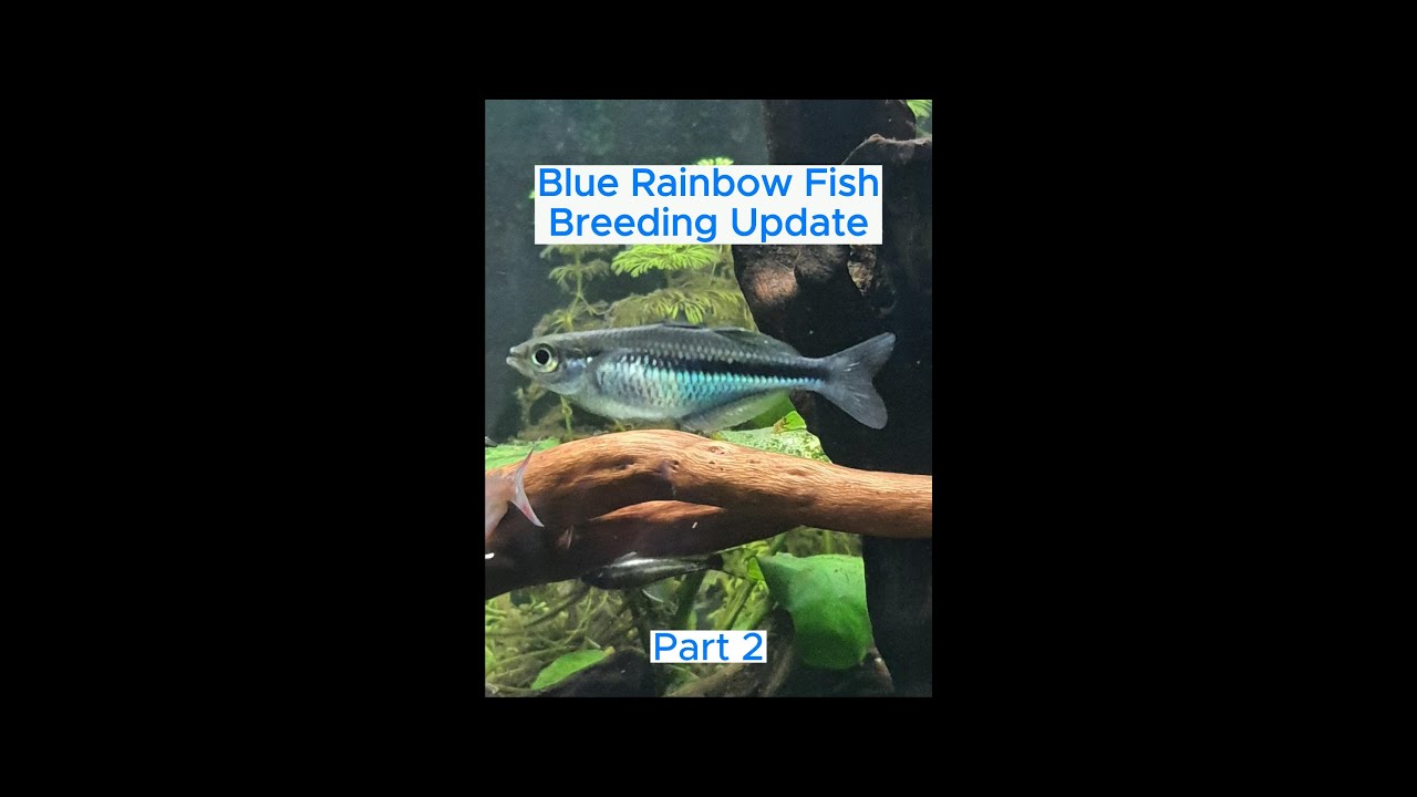 Blue Rainbow Fish Breeding Part 2 - YouTube
