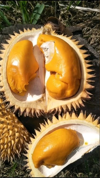 BORNEO FOREST DURIAN //DURIAN HUTAN BORNEO.#shorts - YouTube