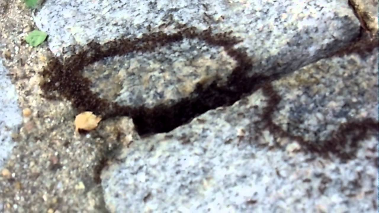 LOOK AT HOW SMART ANTS ARE - YouTube