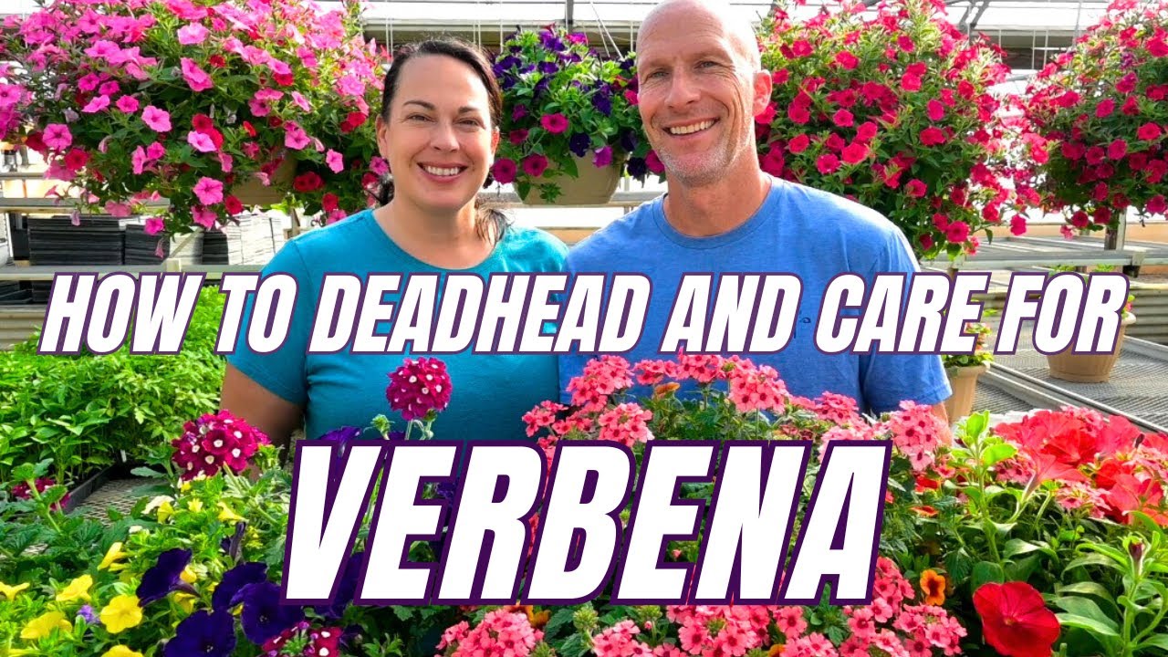 VERBENA - How to Deadhead and Care For - YouTube