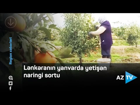 Lənkəranın yanvarda yetişən naringi sortu