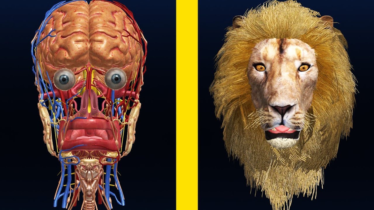 Idle Heads! IS THIS MAX LEVEL HEADS EVOLUTION! Idle Heads Level999 ...