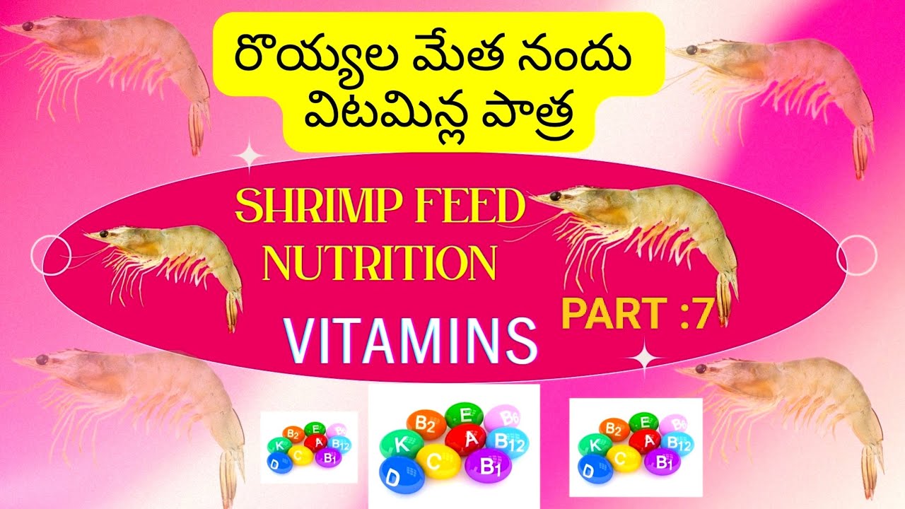 PART:7 VITAMINS ROLE IN SHRIMP FEED||రొయ్యల మేత నందు విటమిన్ల పాత్ర ...