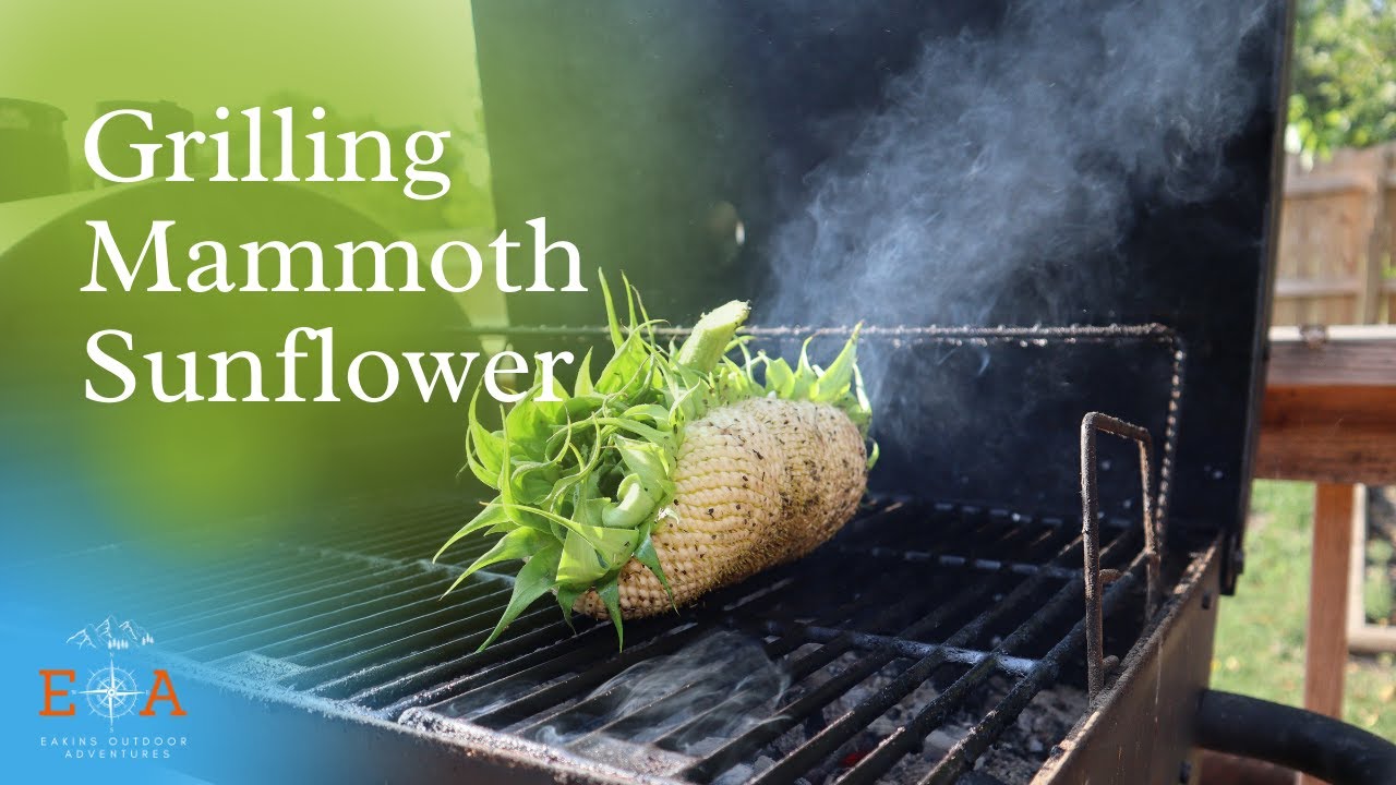 Grilling Mammoth Sunflower - YouTube