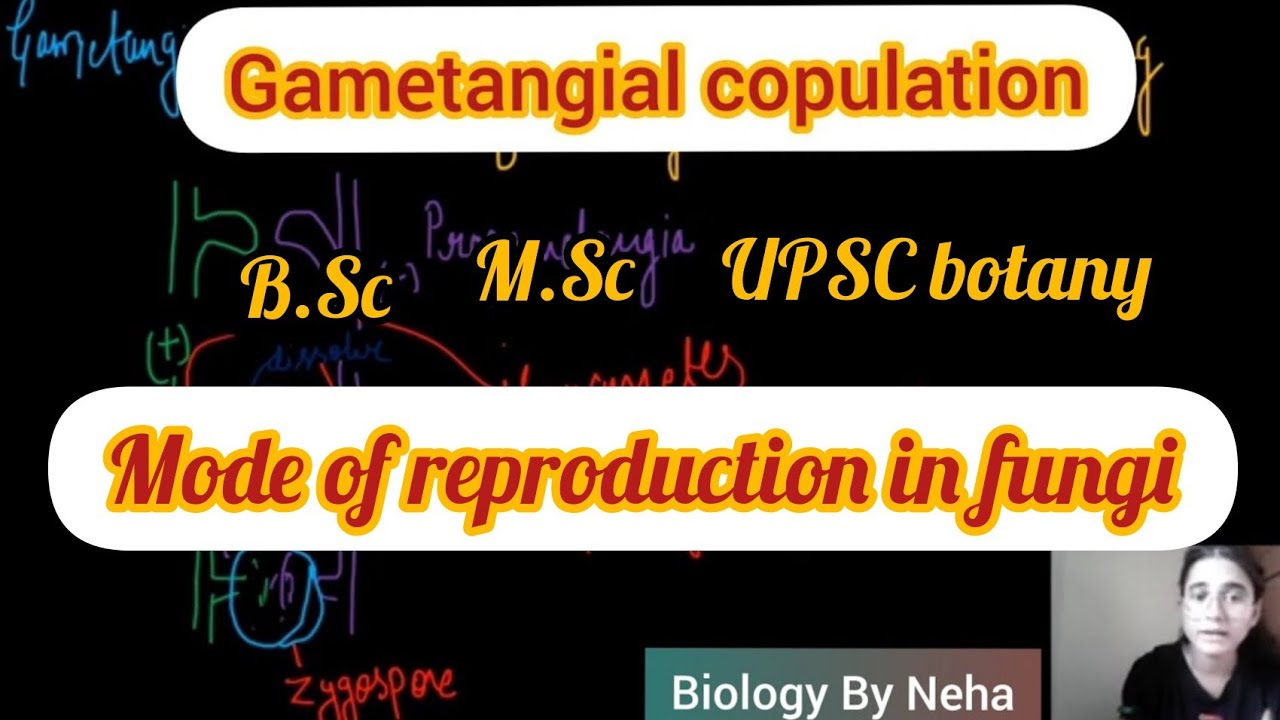 What Is Gametangial Copulation Types Of Gametic Fusion In Fungi what-is-gametangial-copulation-types-of-gametic-fusion-in-fungi