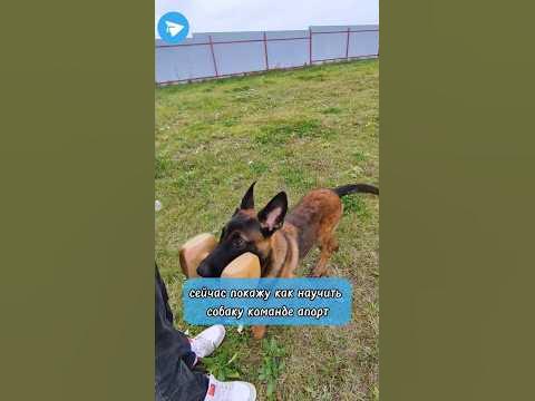 Как научить собаку команде апорт (приносить предмет) - YouTube