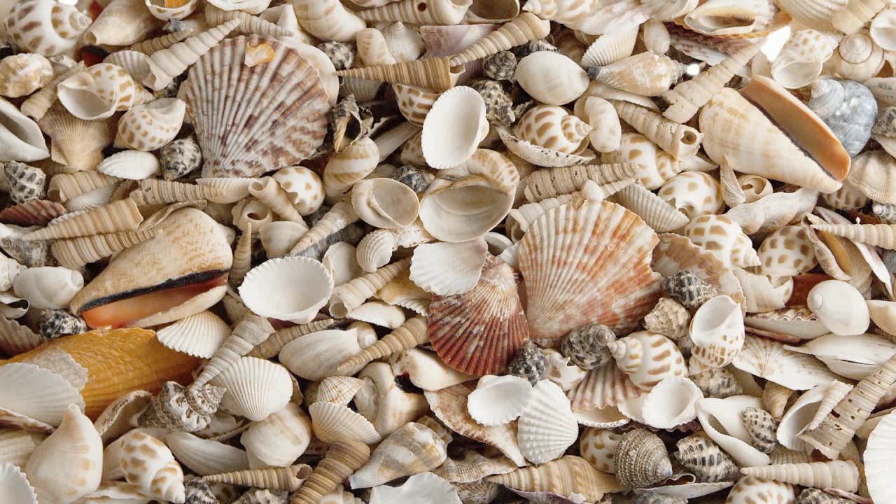 Shells ESTA Spain - YouTube