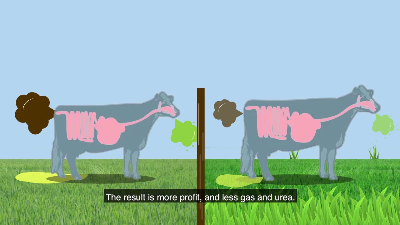 How Does Biozest Work captions embedded 720p - YouTube