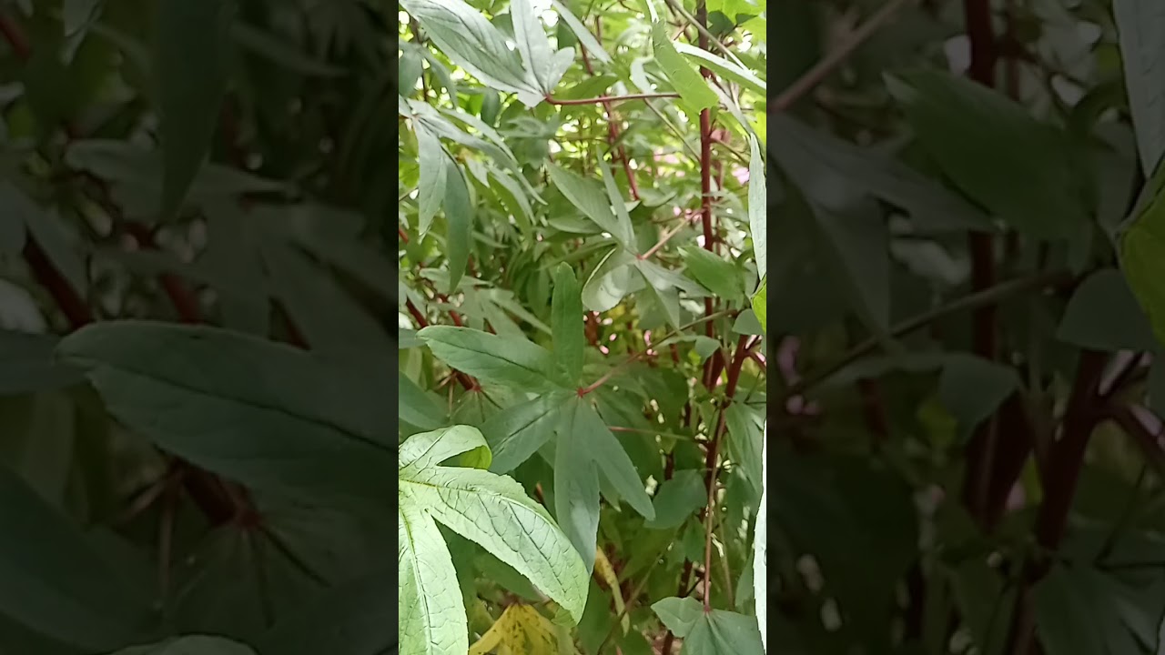 Flor de Jamaica saril - YouTube