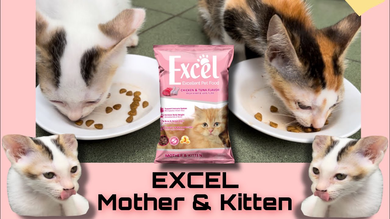 REVIEW DRYFOOD EXCEL | MOTHER AND KITTEN (CHICKEN & TUNA) | #excel # ...