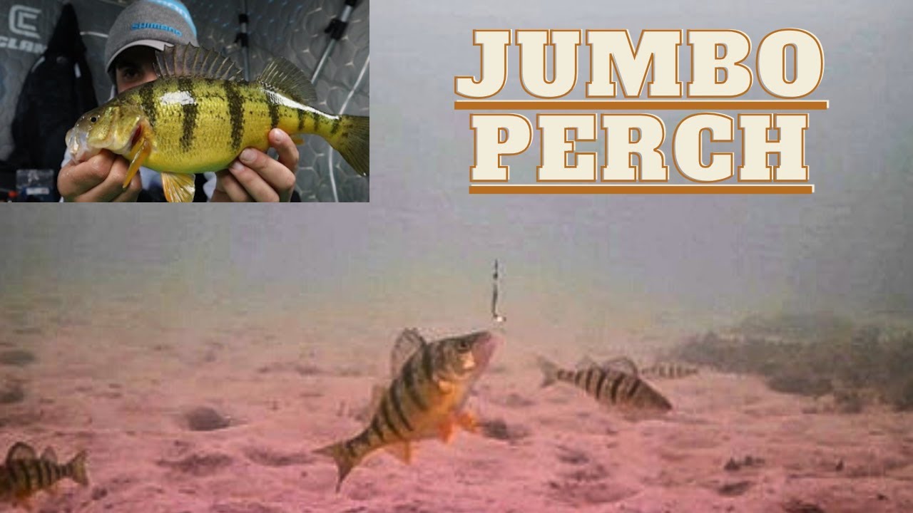 Jumbo Perch with Underwater camera!!- Lake Simcoe - YouTube
