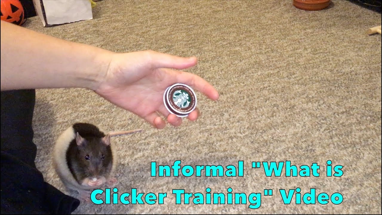 Informal Video on Clicker Training Rats (and other animals) - YouTube