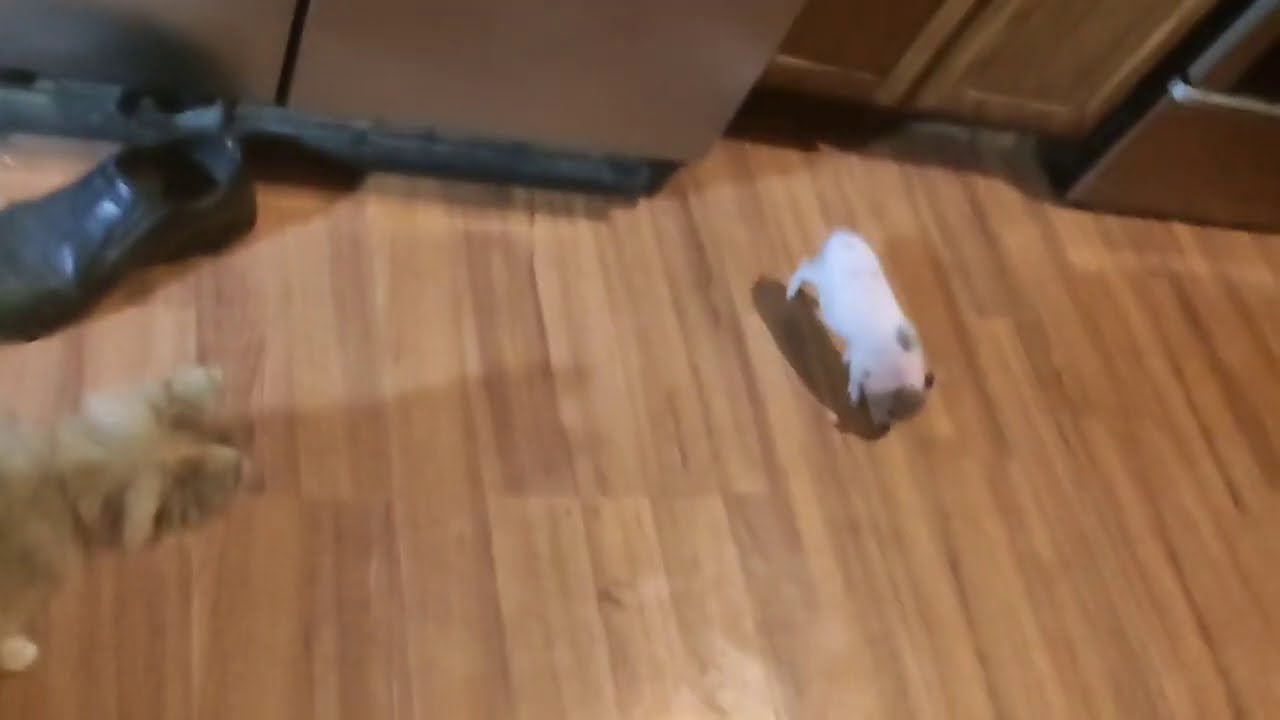 Squealing mini Pig - YouTube