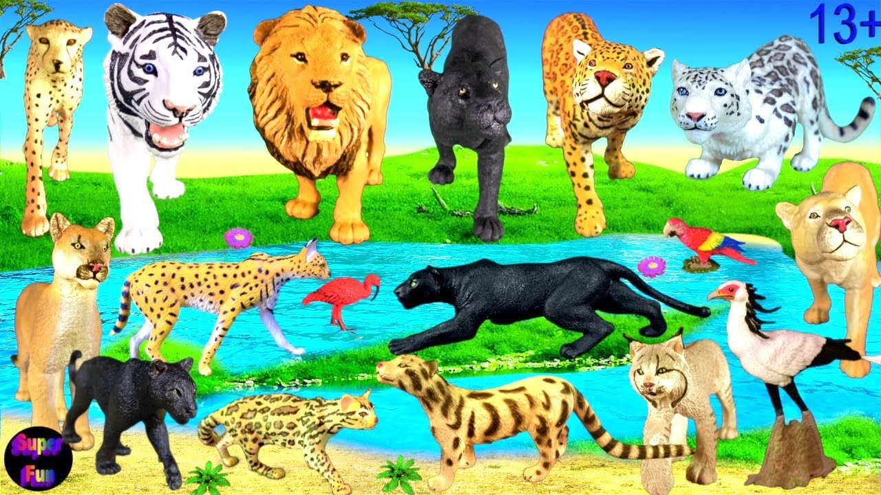 Big Cat Week 2023 - Zoo Animals - Lion Tiger Jaguar Cougar Cheetah ...