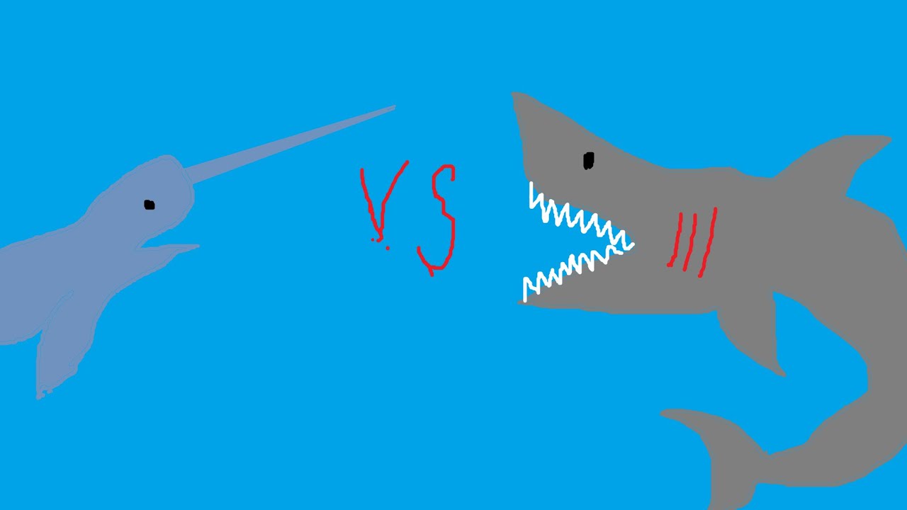 pivot great white shark vs narwhal - YouTube