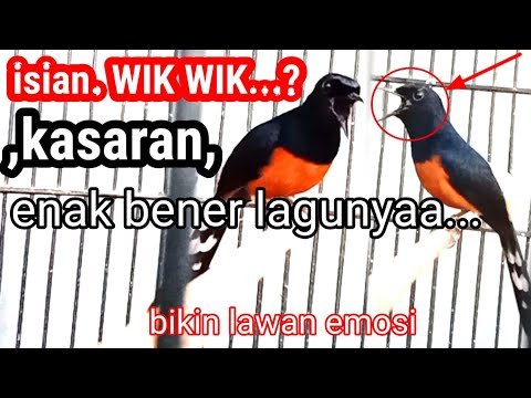 murai batu gacor isian Wikwik  enak bener lagunya bikin lawan GACOR ( stone magpie birds )