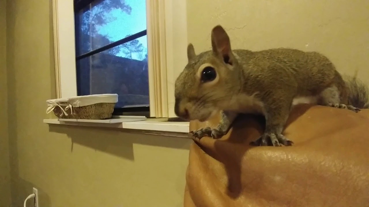 Squirrel Call - YouTube