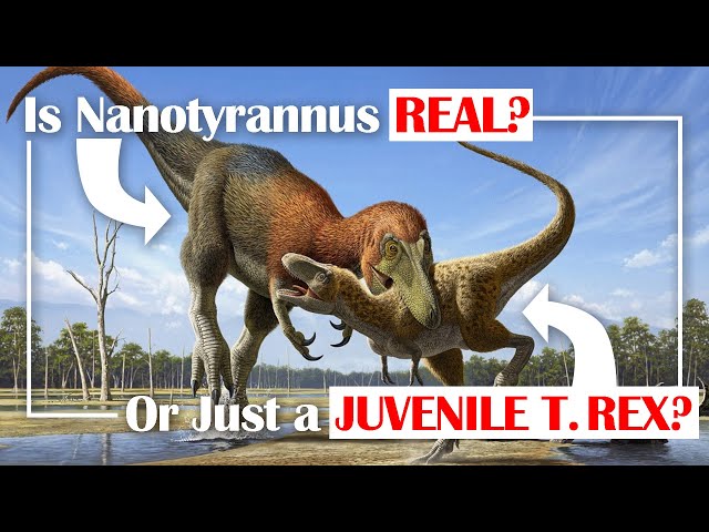 Nanotyrannus