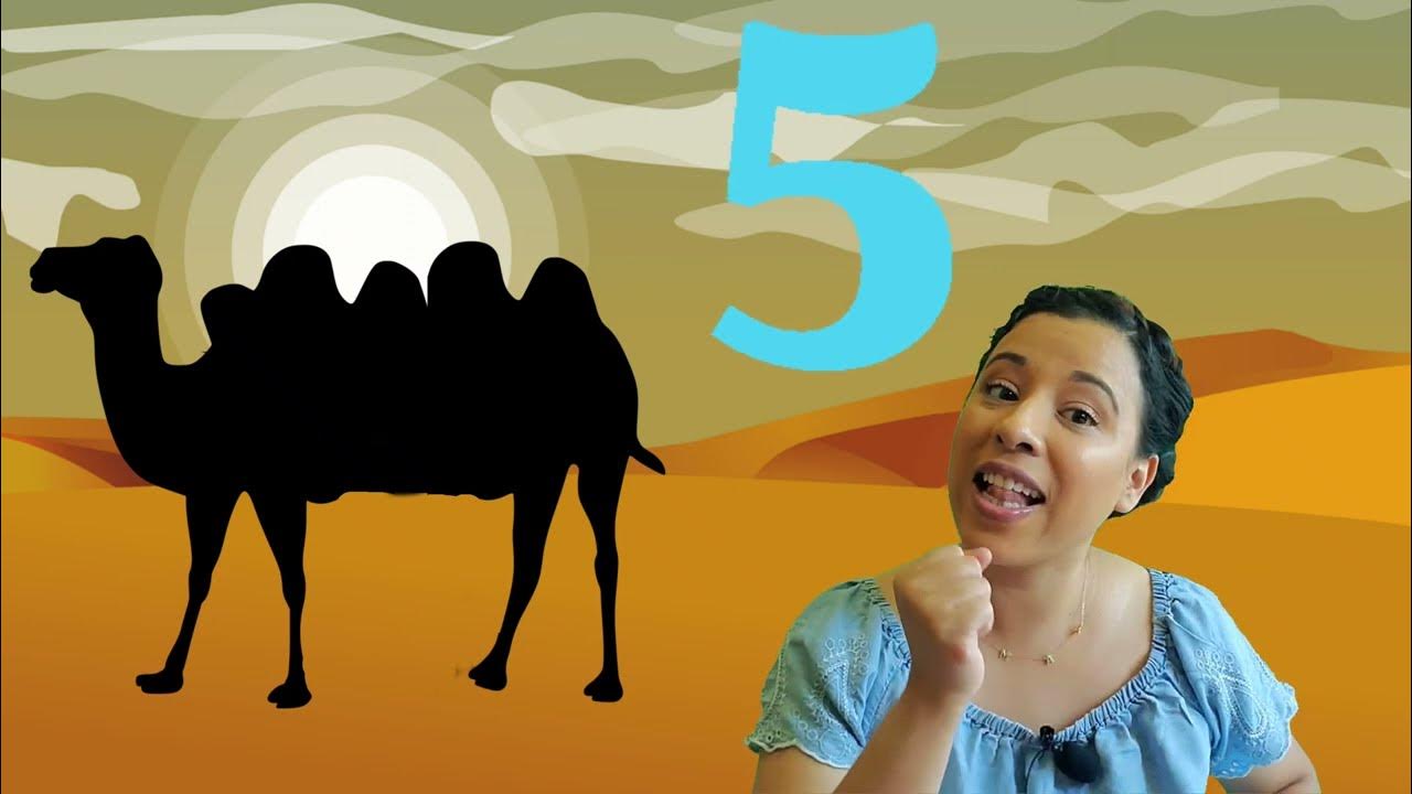 Sally the camel - YouTube