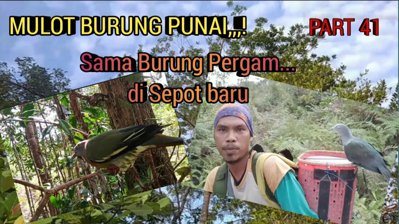 Mulut burung punai sama burung pergam - YouTube