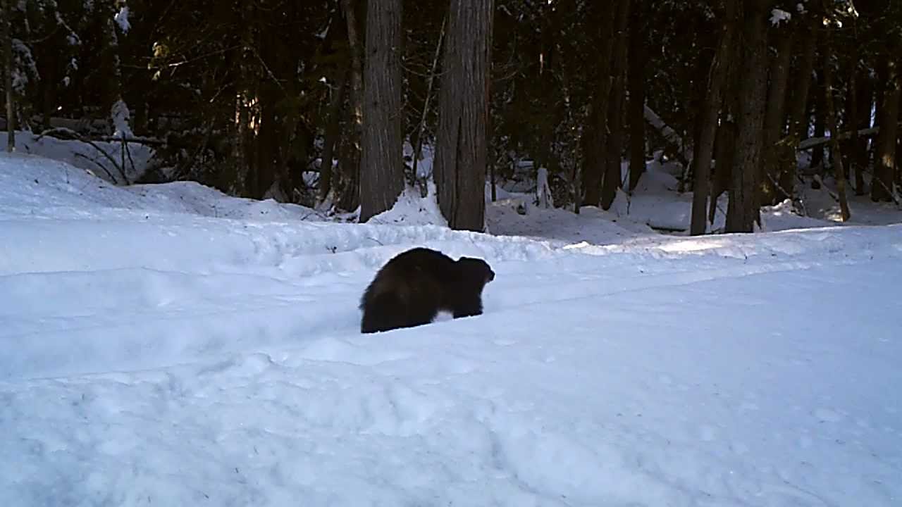 Wolverine captured by remote camera in Washington State - YouTube