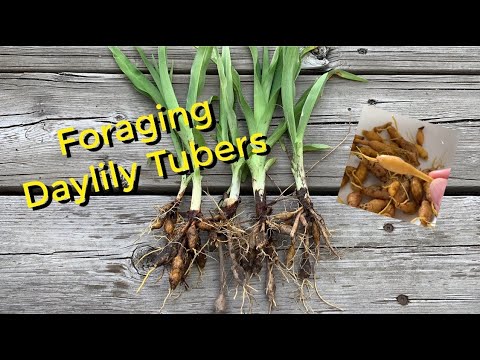 Foraging Daylily Tubers - YouTube