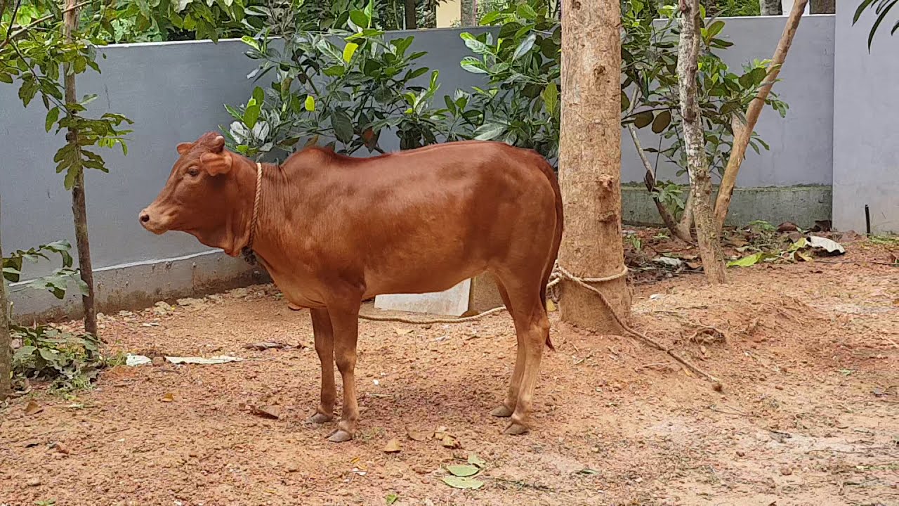 dairy cattle are cattle cows bread for ability to Kerala cow kasarkode ...