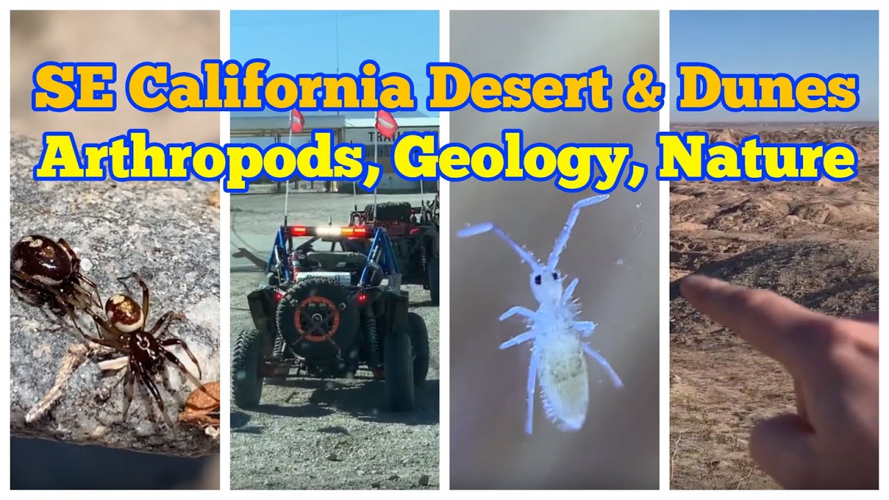 Arizona to California Desert Insects Part 2 #algodonesdunes #desertlife ...