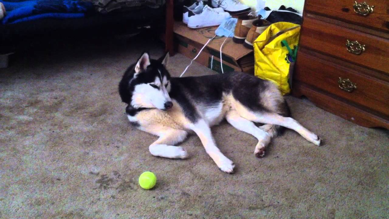 Siberian Husky "Chuy" being lazy! - YouTube