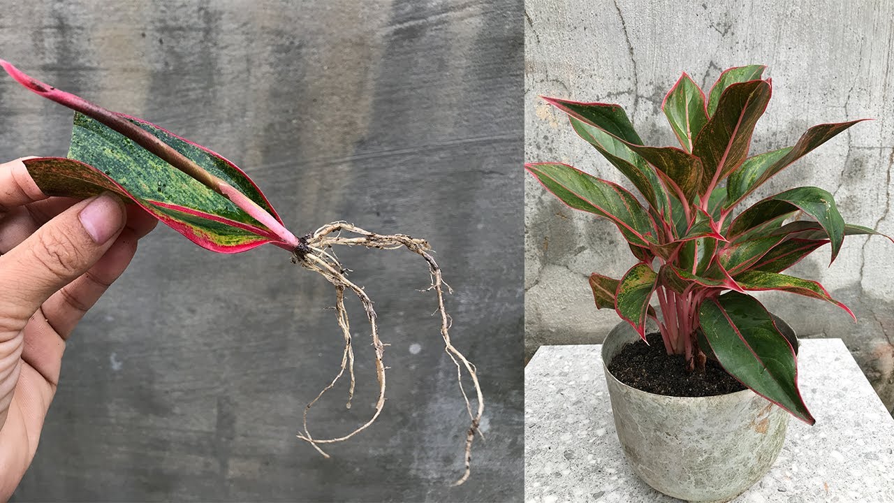 Instructions for propagating Aglaonema Hybrid from leaves - YouTube