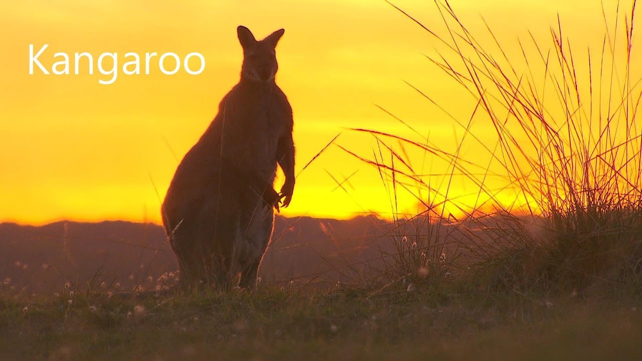 Animal Kingdom | Kangaroos in Action | Fighting Moments - YouTube