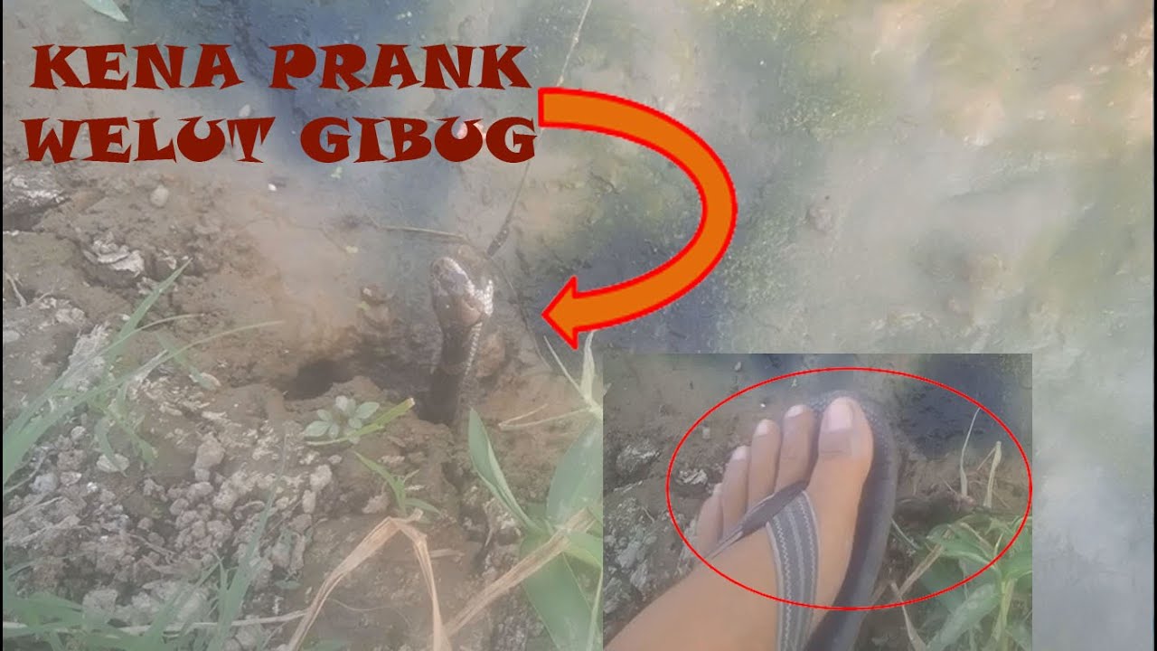 Spot Belut Besar Tapi Gibug? - YouTube